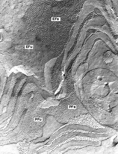 Chloroplaste en cryofracture