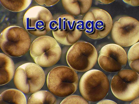 clivage
