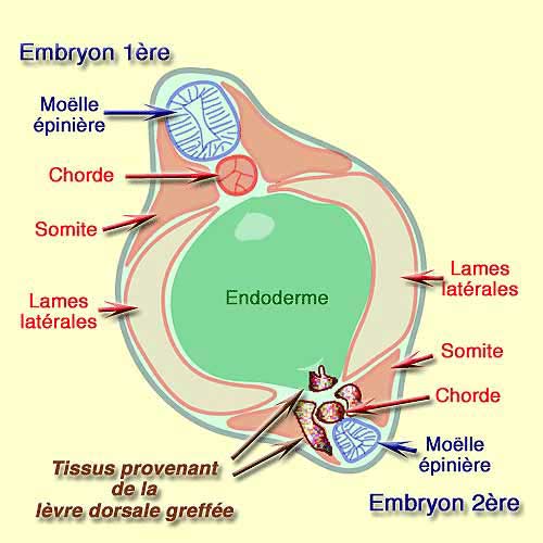Fig.117