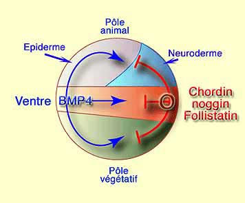 Fig.129