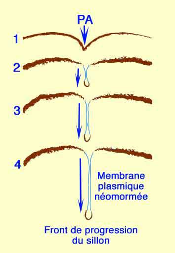 membplas