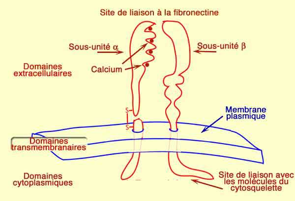 integrine