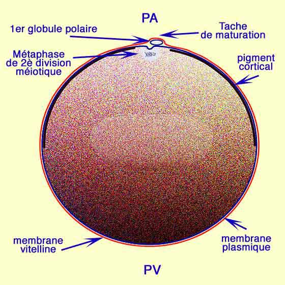 ovoc2