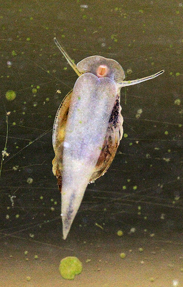 Index [www.snv.jussieu.fr]