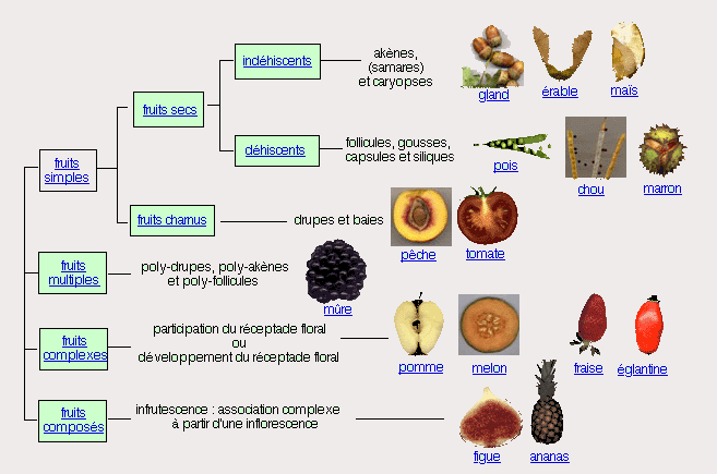 Les différents types de fruits