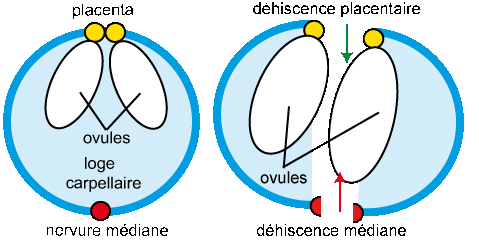 Genêt