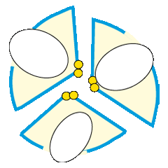 Fruits dehiscents