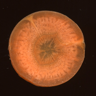 Carotte Daucus carota