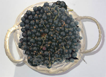 cassis