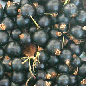 cassis