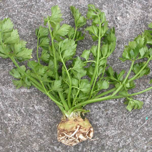 celeri