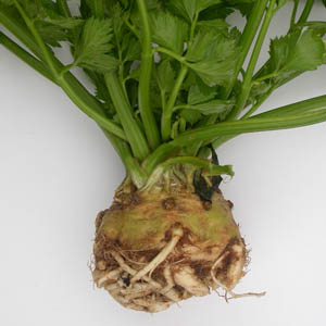 celeri