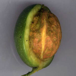 noix