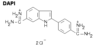 DAPI -fluorescence