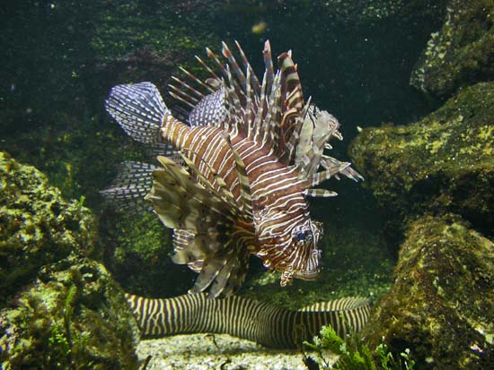 Galerie Web Photo Adobe