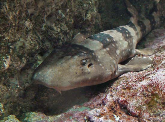 Galerie Web Photo Adobe