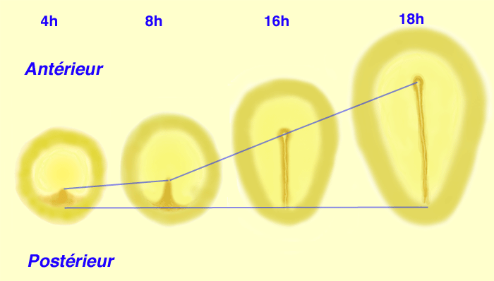 Developpement poulet