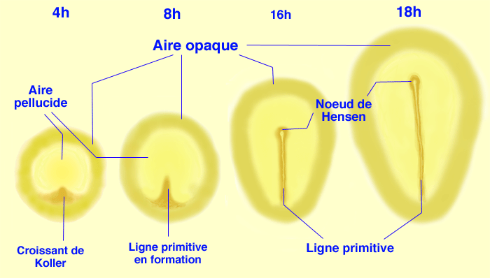 Developpement poulet