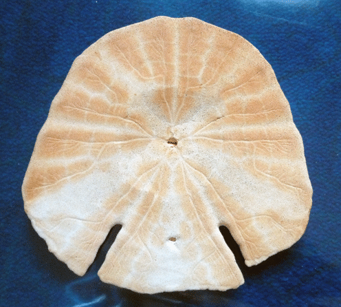 Echinodiscus auritus