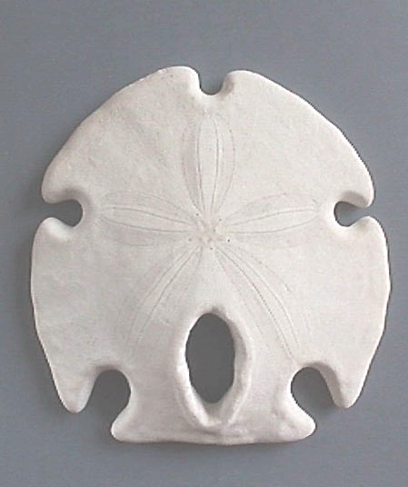 Encope grandis,face inférieure