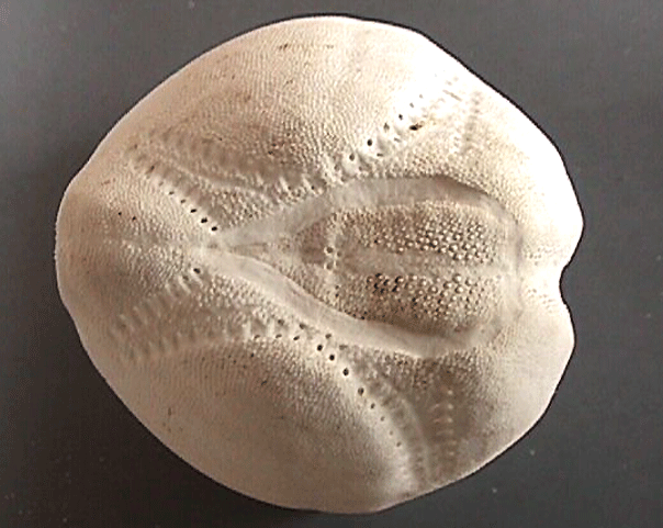 Echinocardidae,Echinides