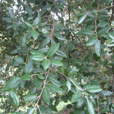 Chêne vert