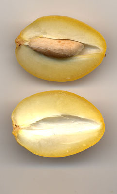 palmier-dattier