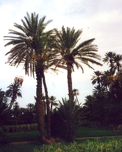palmier-dattier