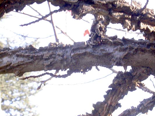 liquidambar