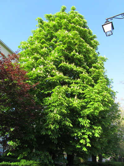 Marronnier d'Inde (Aesculus hippocastanum)