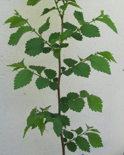 orme (Ulmus campestris)