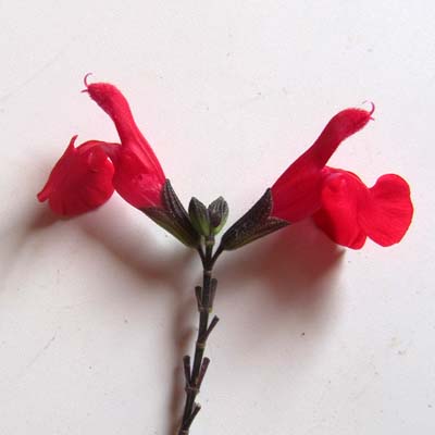 Sauge à petites feuilles