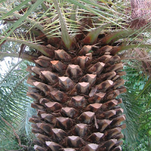 i-Monocotylédones