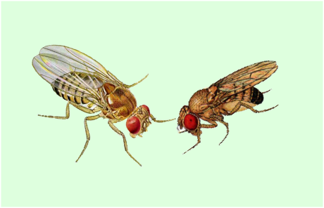 Drosophile