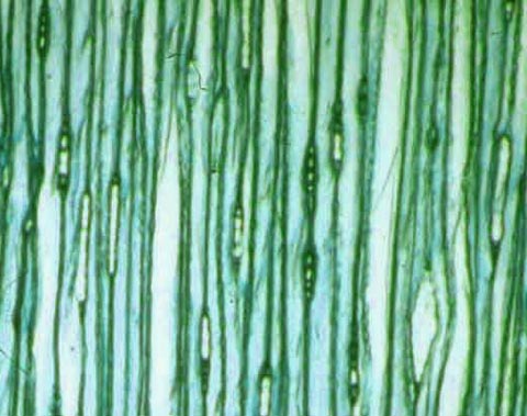 le bois de pin en microscopie
