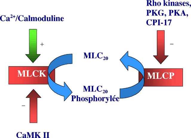 cellule musculaire lisse vasculaire