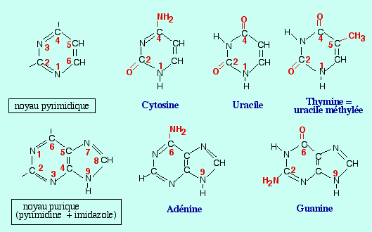 Structure acides nucléiques