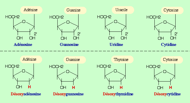 Structure acides nucléiques