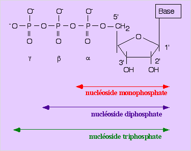 Structure acides nucléiques