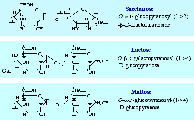 structure des glucides