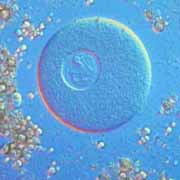 gametes chez l'oursin
