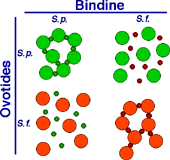 La fécondation chez loursin