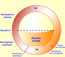 La fécondation chez loursin