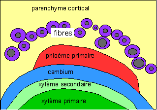 La fibre de lin