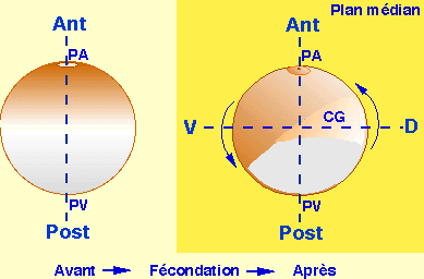 la fécondation : de l'ovocyte à l'oeuf les gamètes