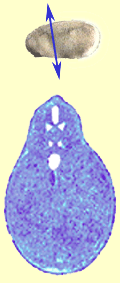 Organogenèse du xénope